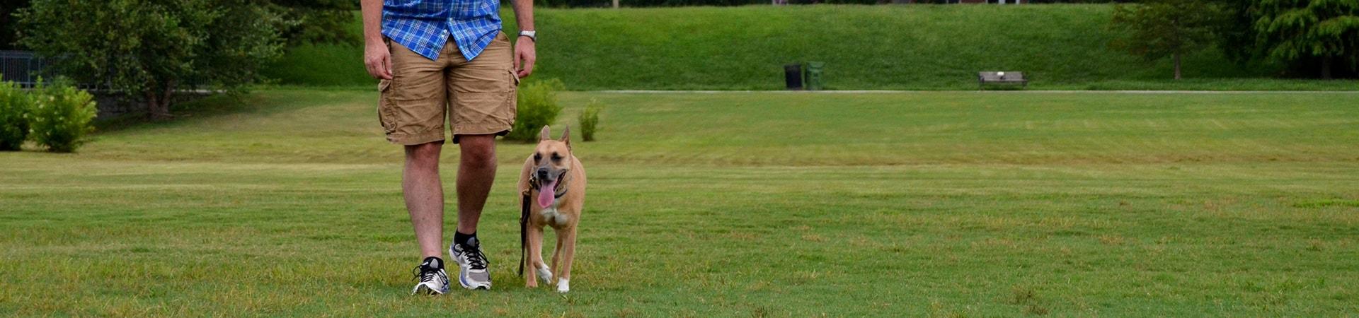 Board & Train - Ranger Dog Training