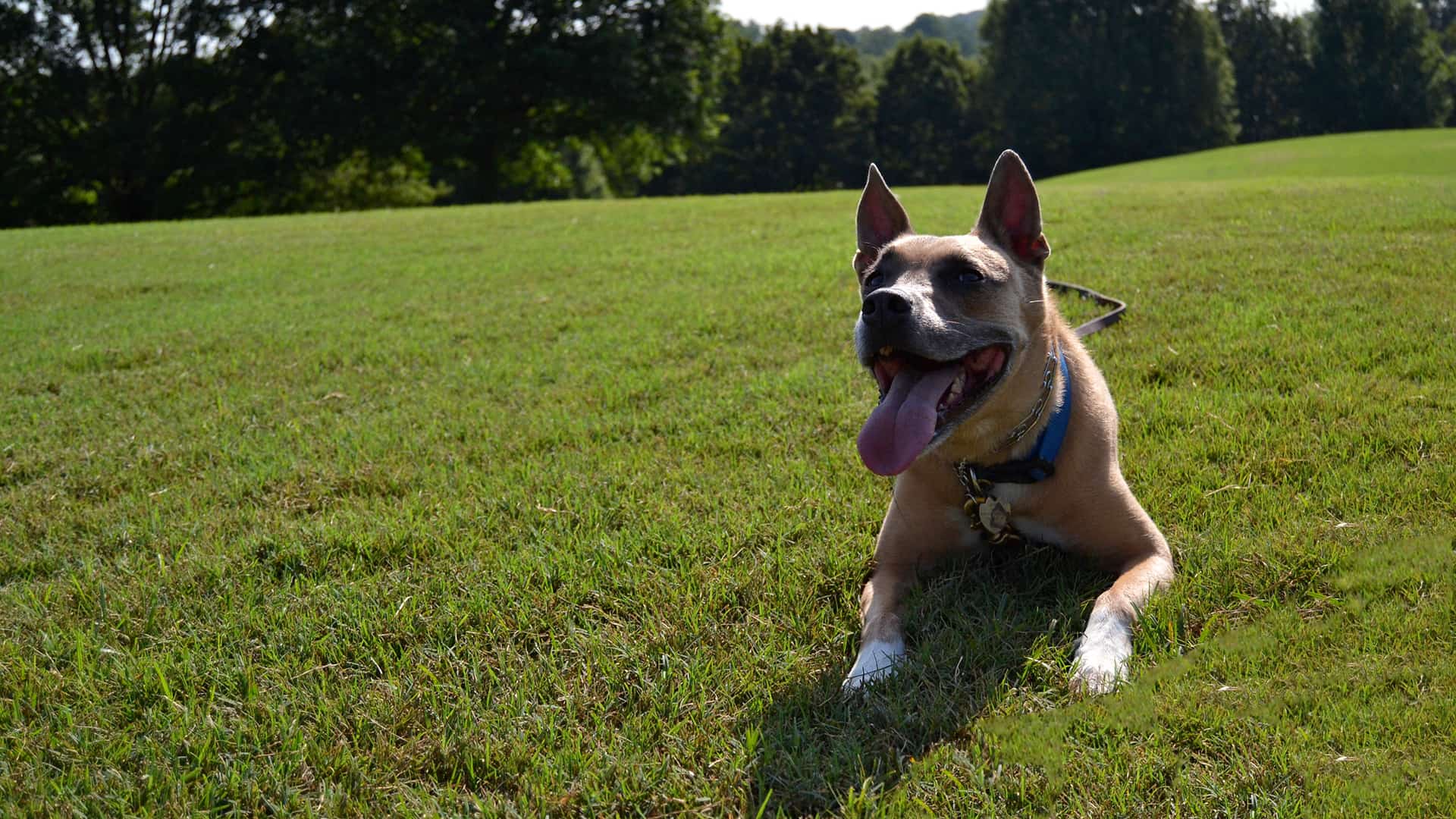 Ranger Dog Training